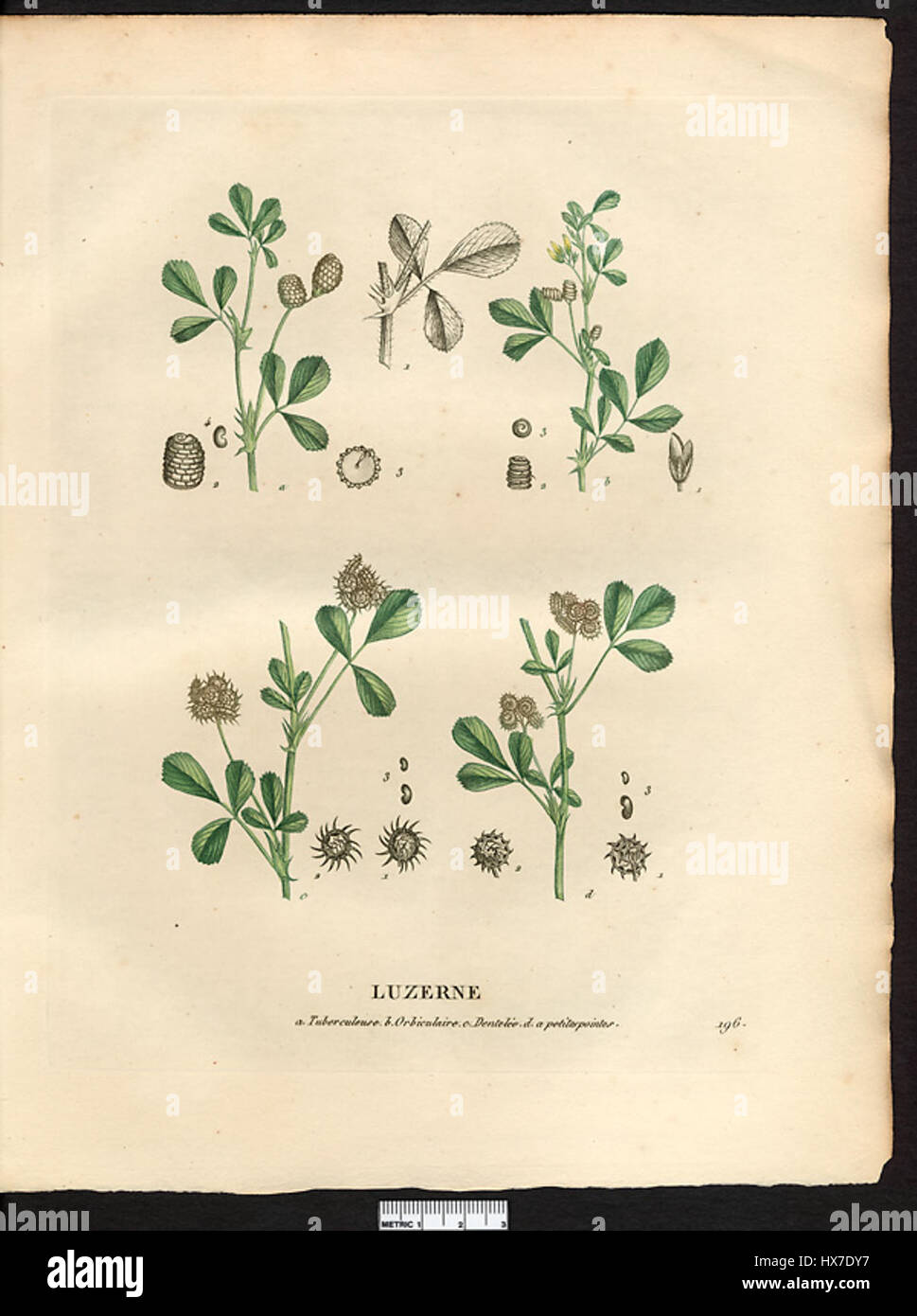 Medicago species, featured in 'La Flore et la Pomone Françaises,' are a ...