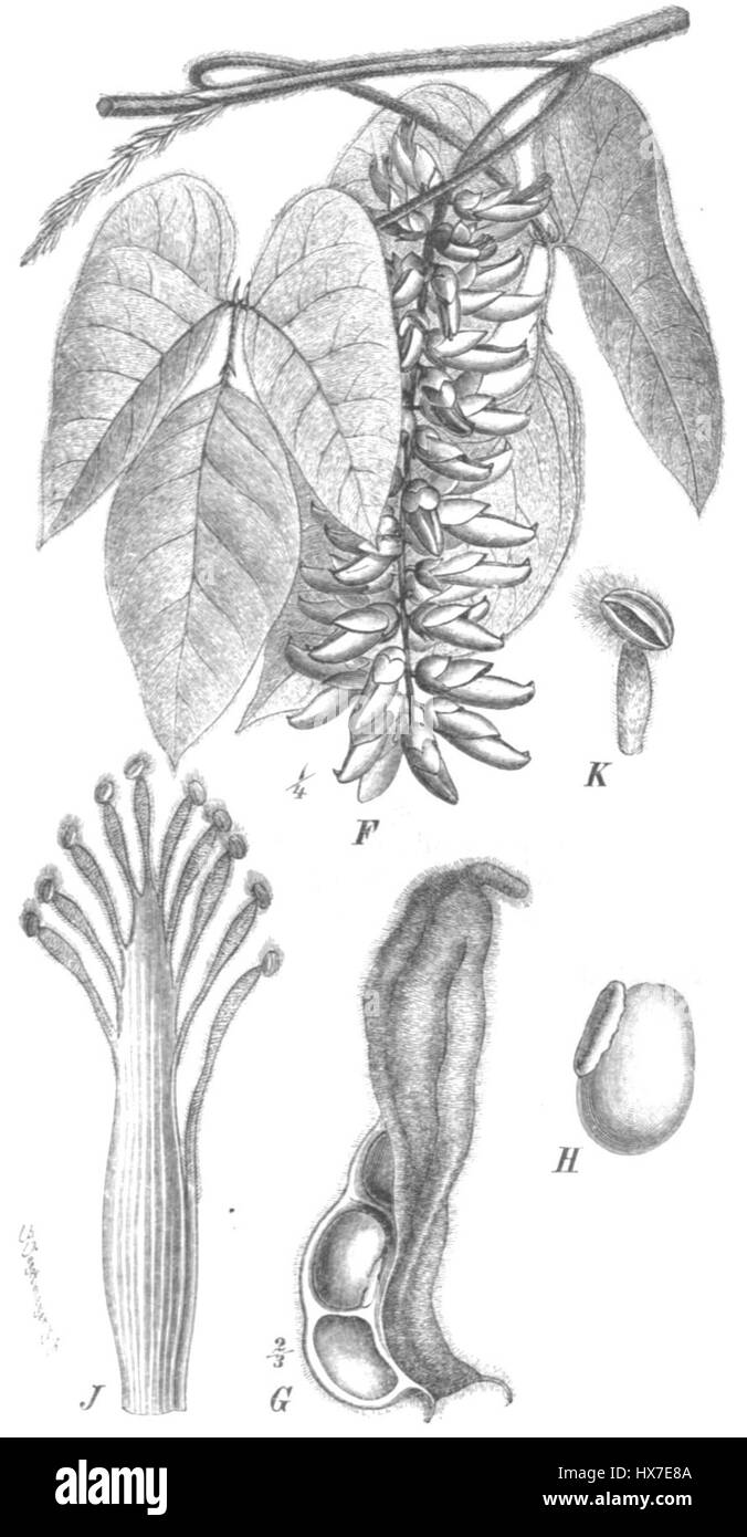 Cowhage hi-res stock photography and images - Alamy