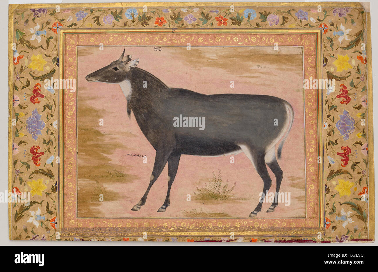 The Nilgai, also known as the blue bull, is a large antelope native to ...