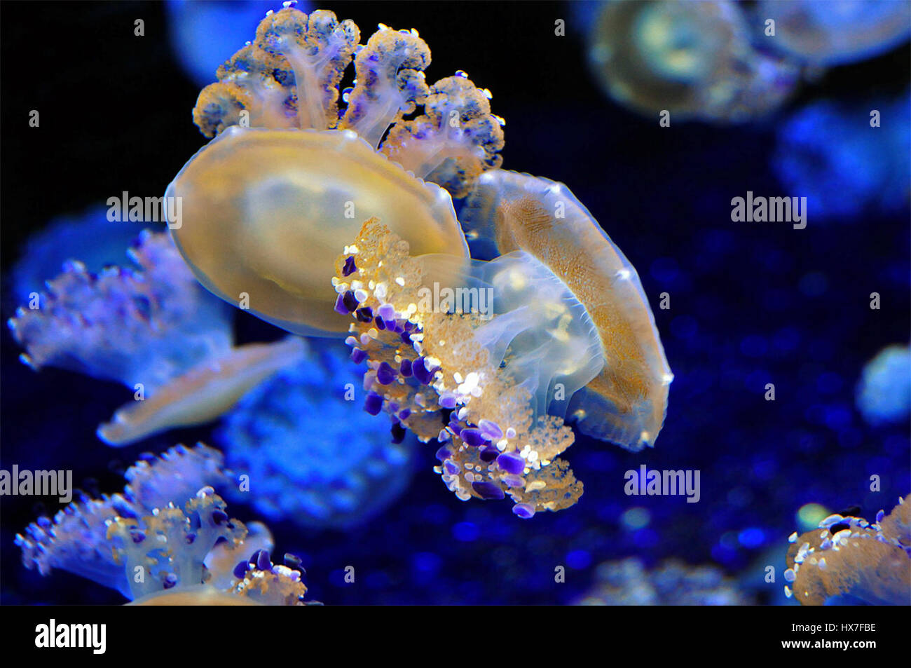 Mediterranean jellyfish are marine creatures found in the Mediterranean ...