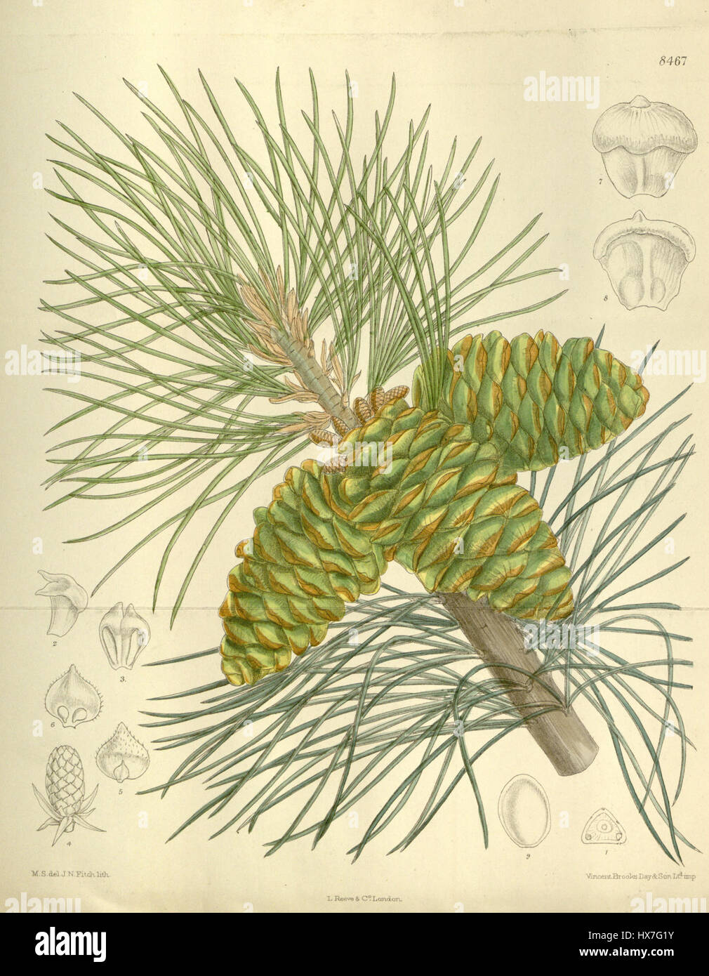 Pinus flexilis, commonly known as limber pine, is a tree species native ...