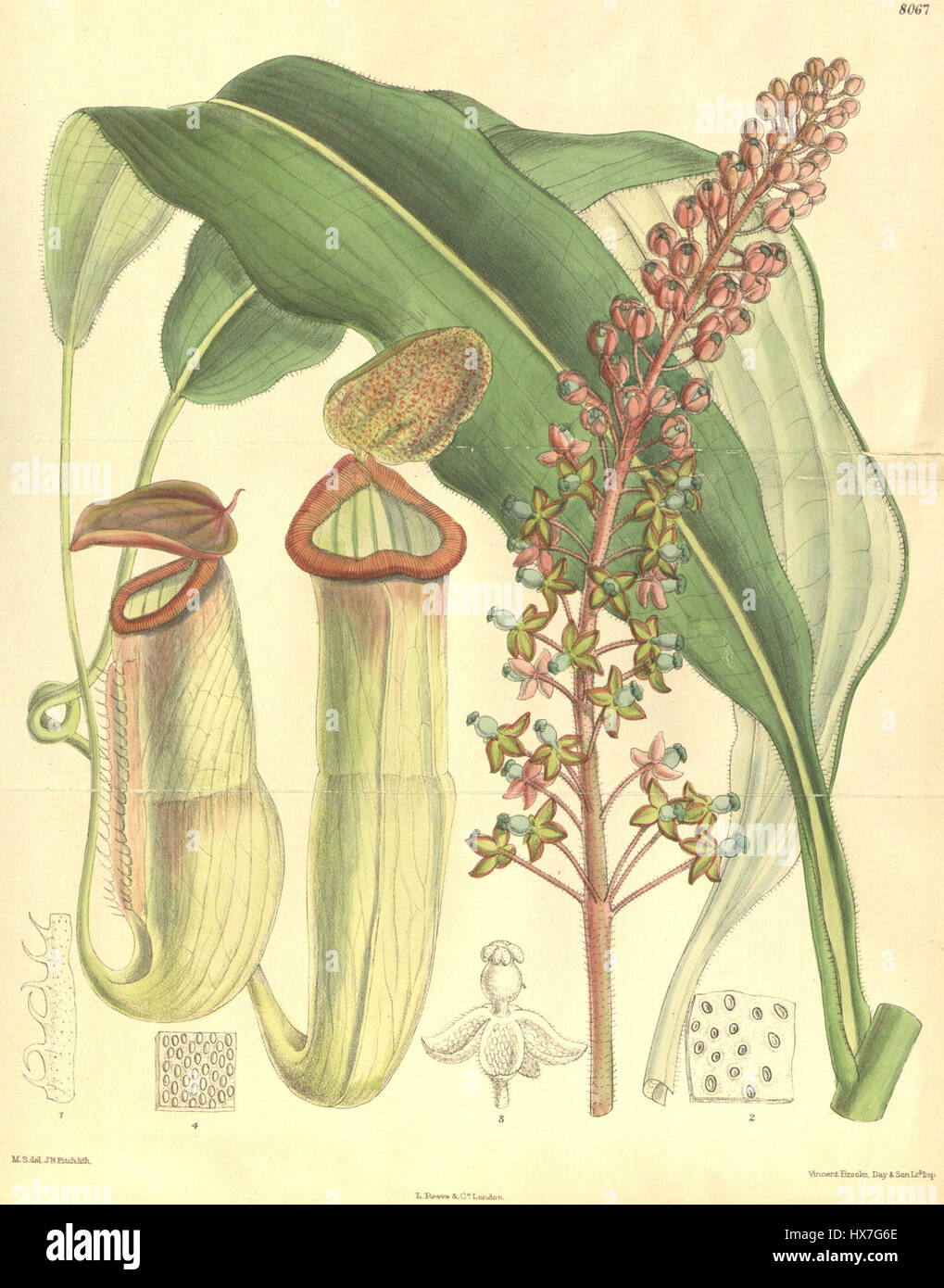 This illustration from *Curtis's Botanical Magazine* features ...