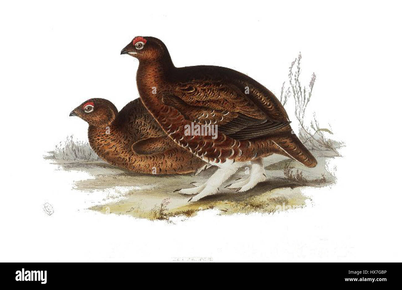 The Red Grouse is a bird species native to the moors of the UK, known ...