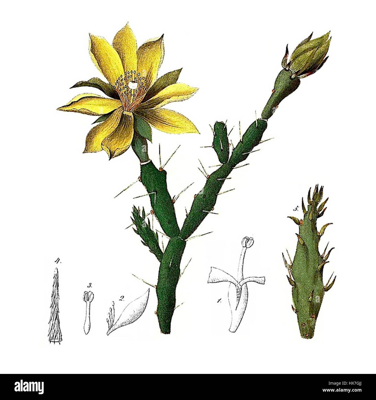 Hardy native Cut Out Stock Images & Pictures - Alamy