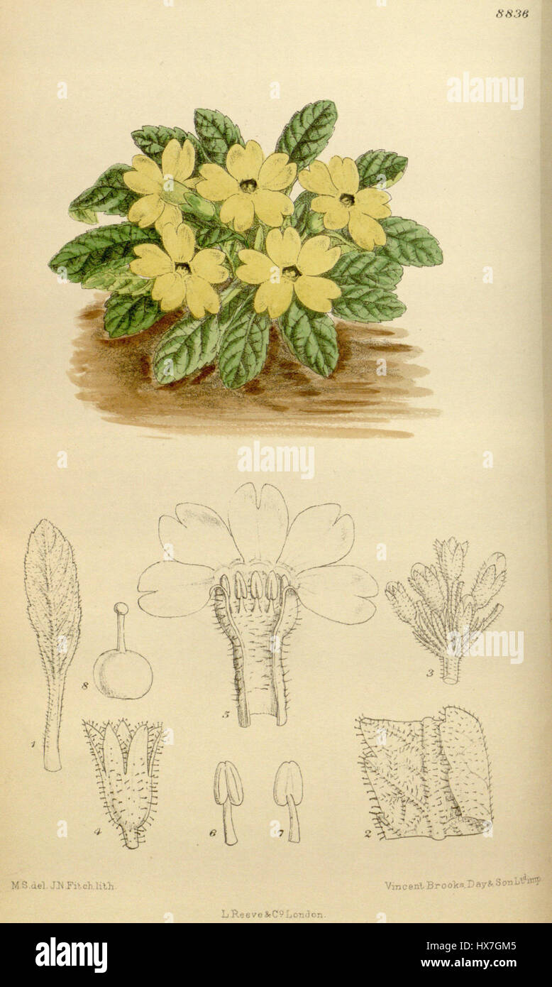 Primula pulvinata is a species of primrose known for its soft, rounded ...