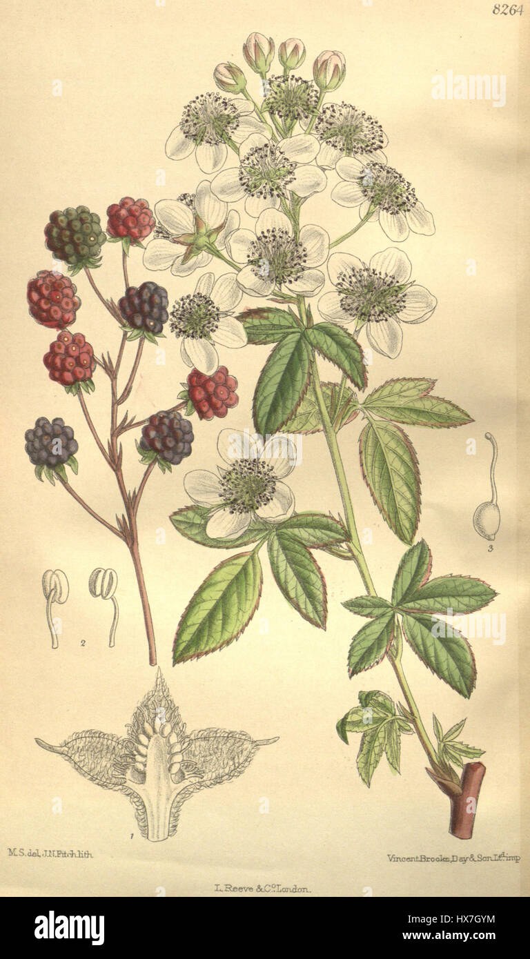 Species of bramble hi-res stock photography and images - Alamy