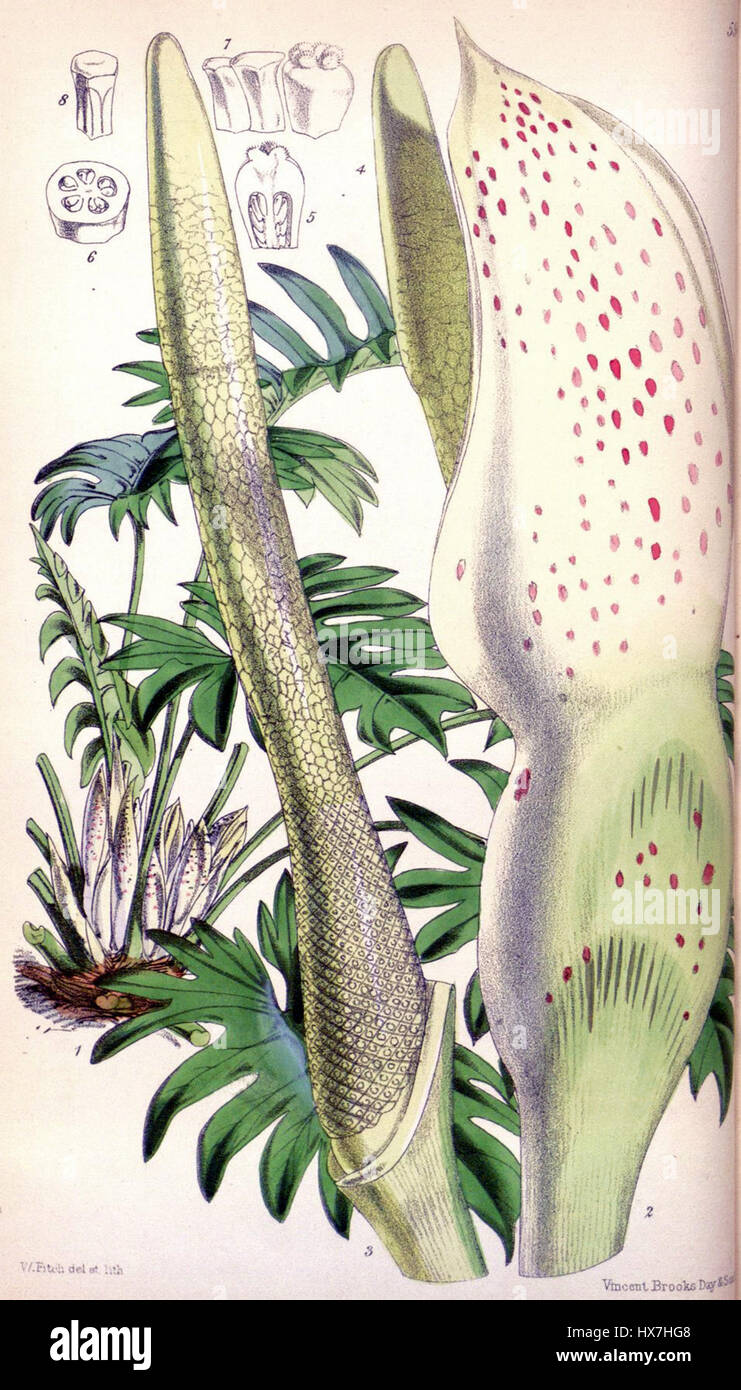 Philodendron pinnatifidum hi-res stock photography and images - Alamy