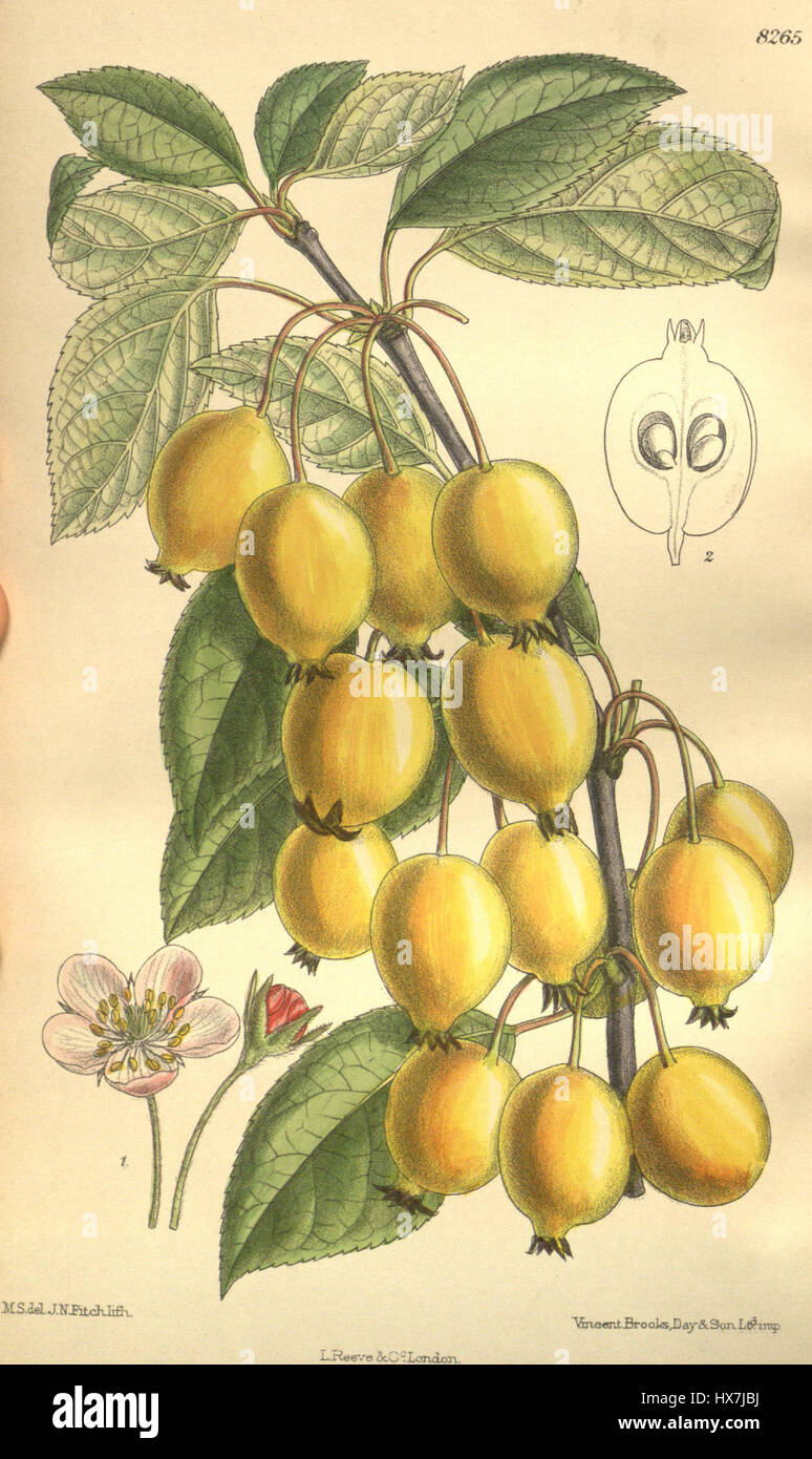 Pyrus Ringo is a variety of pear known for its large size and smooth ...