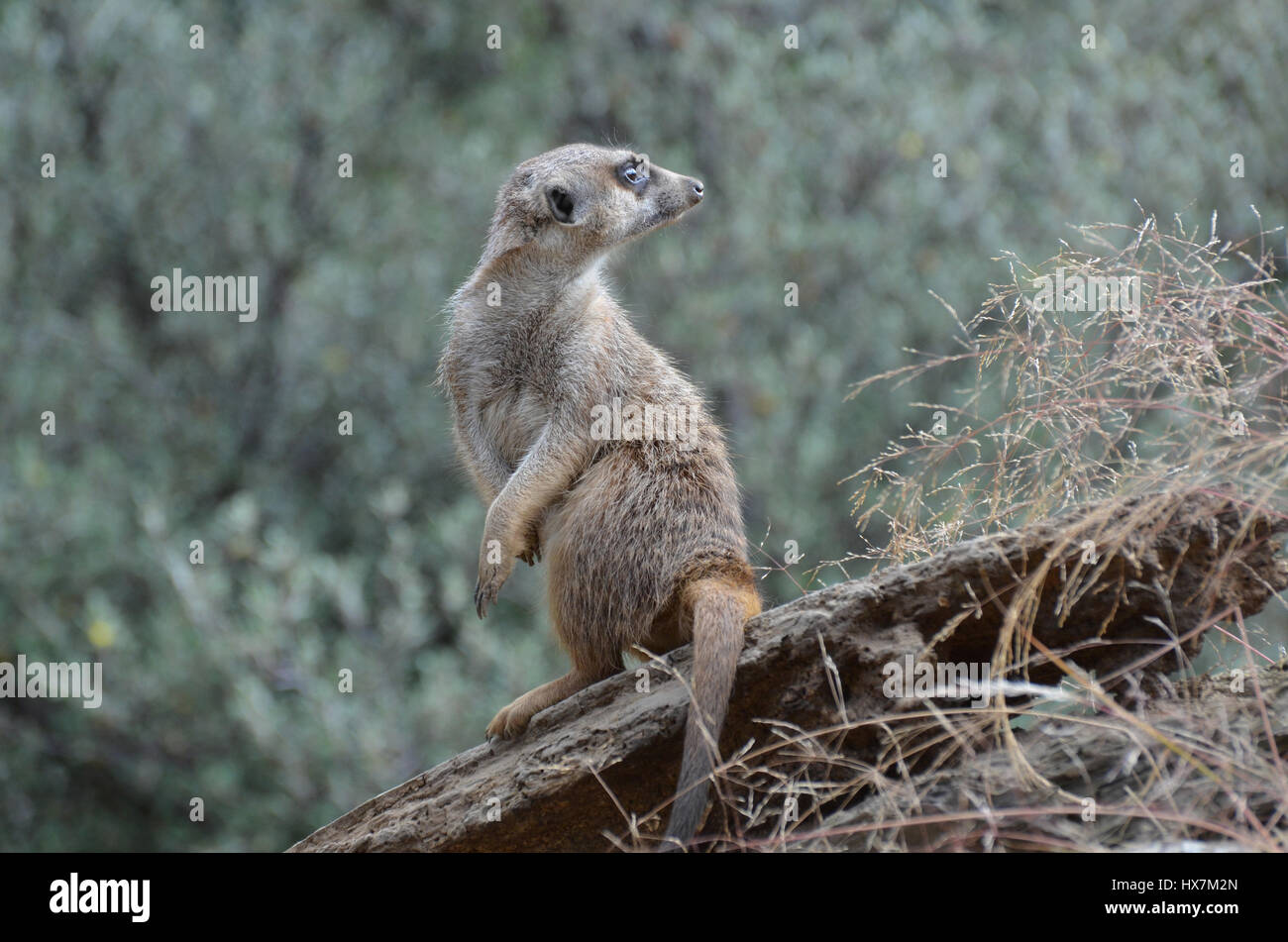 Meerkat looking back over his shoulder Stock Photo - Alamy
