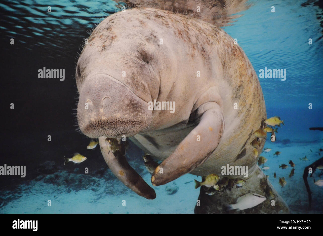 Close up of a manatee swimming underwater Stock Photo - Alamy