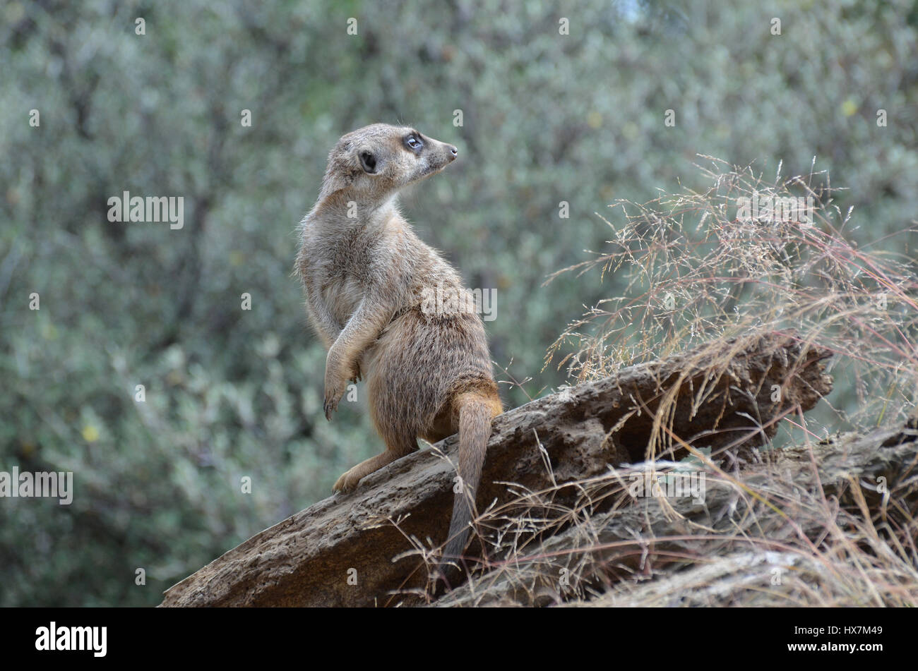 Great meerkat looking back over his shoulder in the wild Stock Photo ...