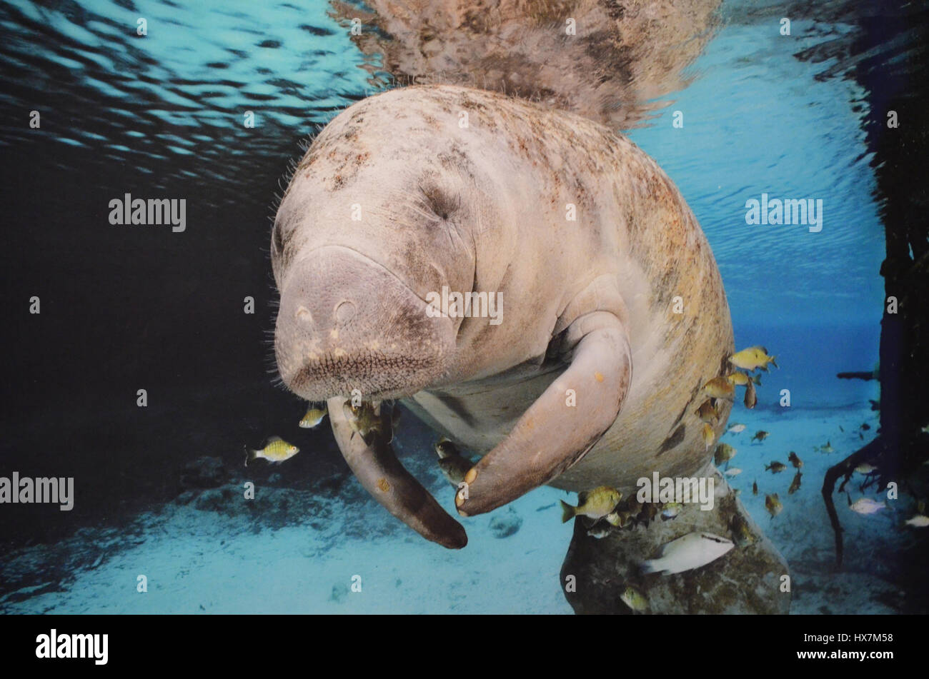 African Manatee High Resolution Stock Photography and Images - Alamy