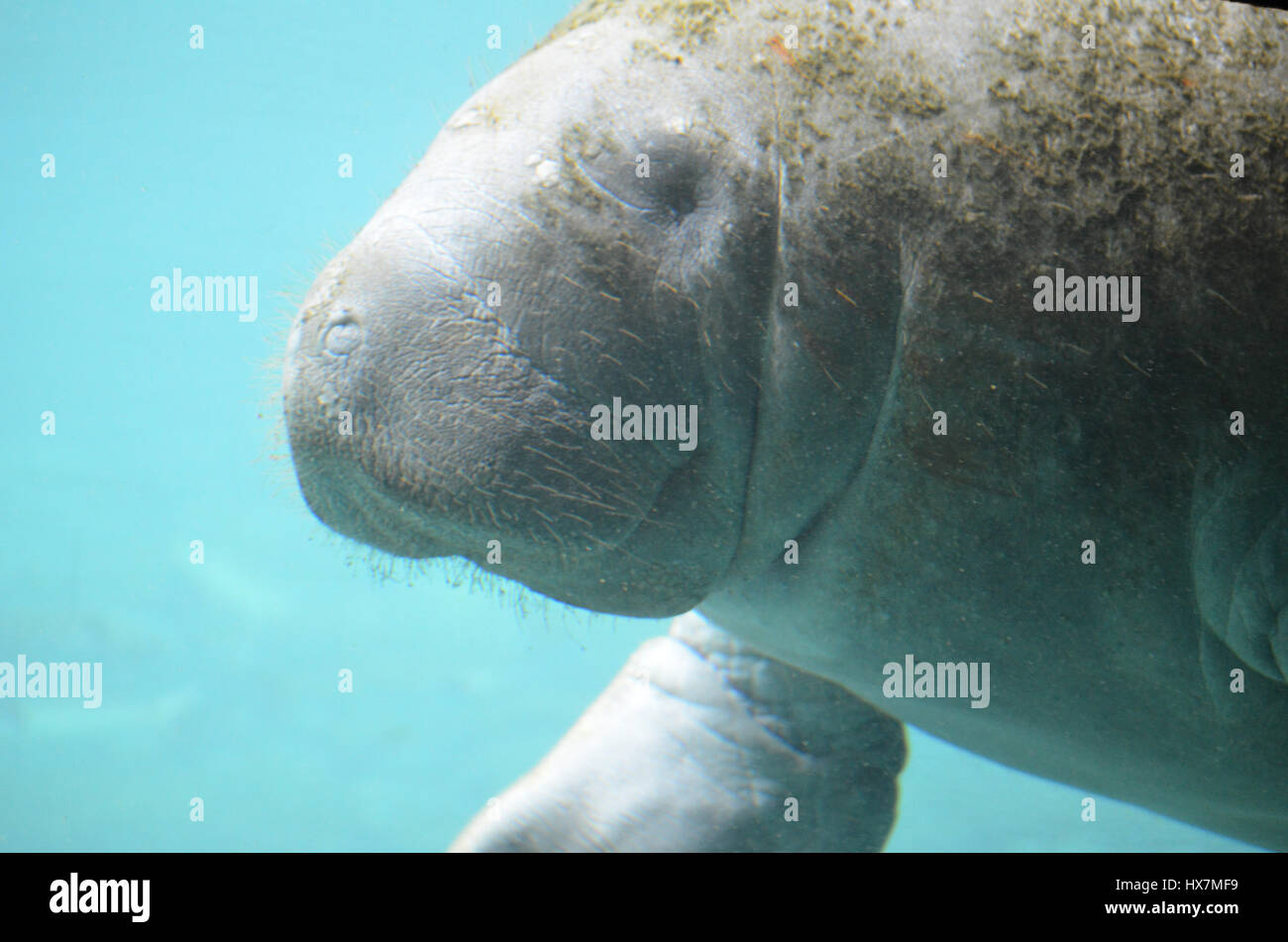 Take an up close look at a manatee underwater Stock Photo - Alamy