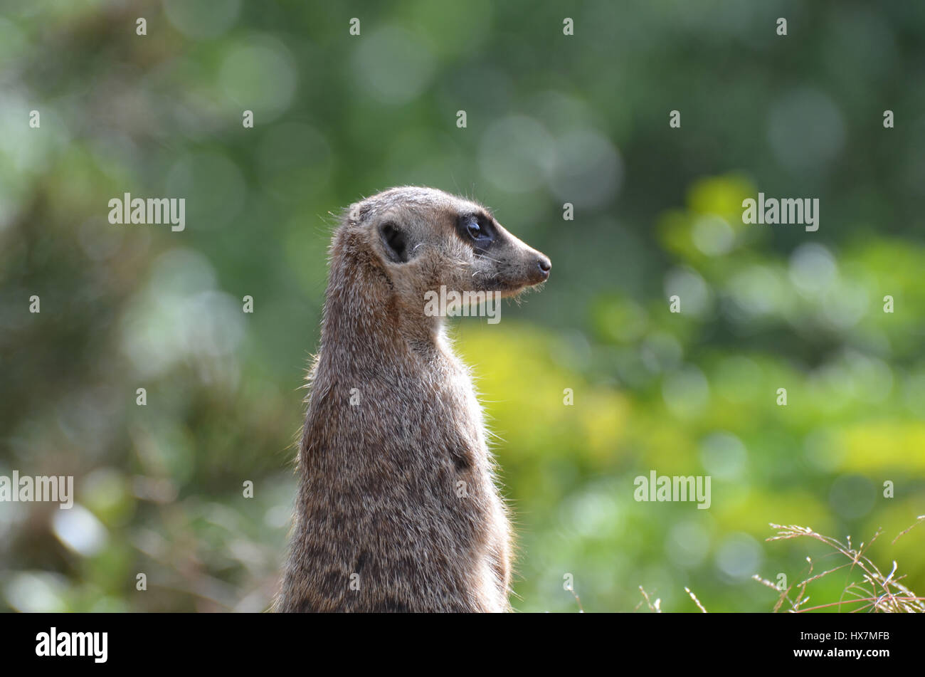 Meerkat Profile