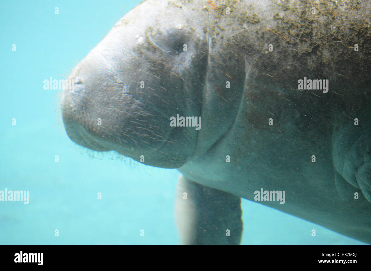 Fantastic manatee swimming underwater Stock Photo - Alamy