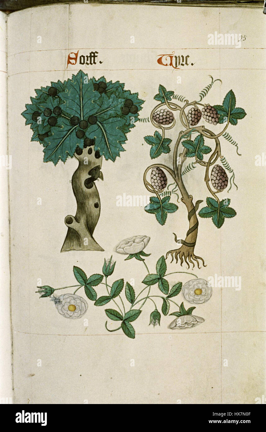 The 'Tudor Pattern Book' is a manuscript, MS. Ashmole 1504 46 ...