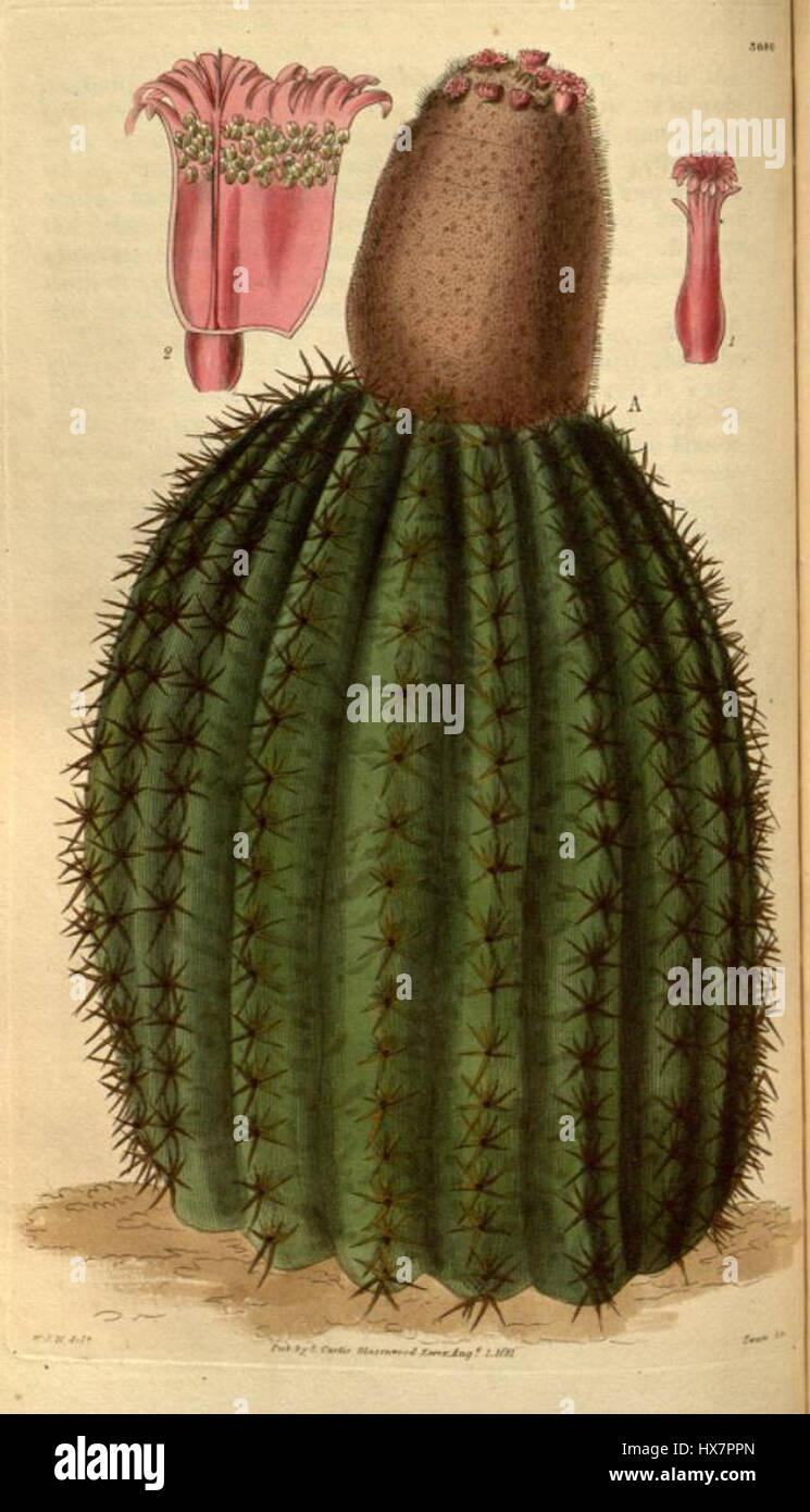 Melocactus intortus is a species of cactus known for its distinctive ...