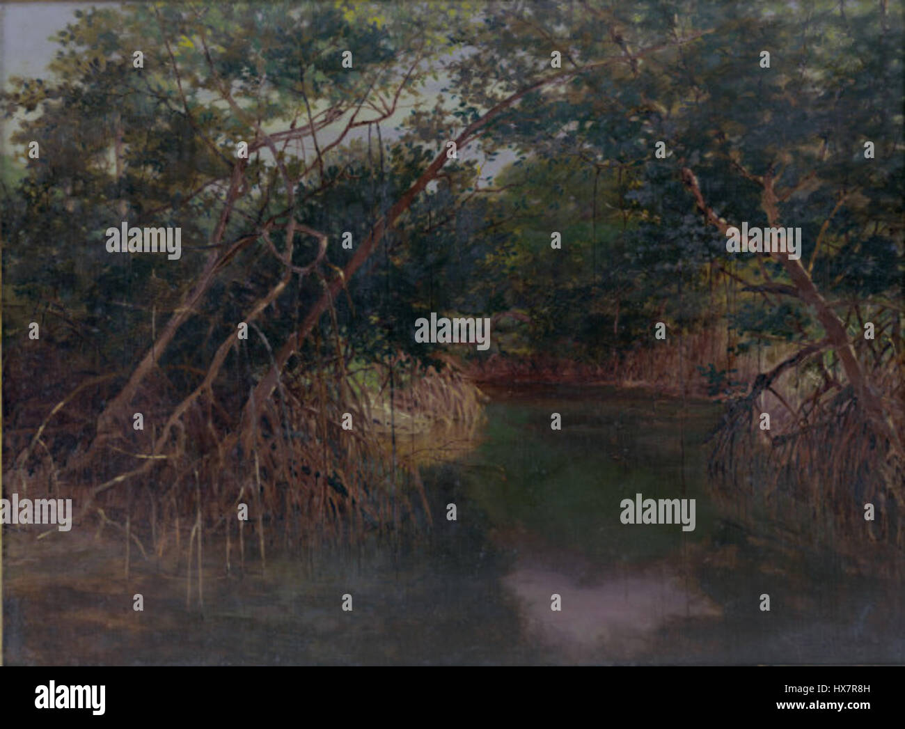 Mangrove Swamp Wikstrom 1902 Stock Photo - Alamy