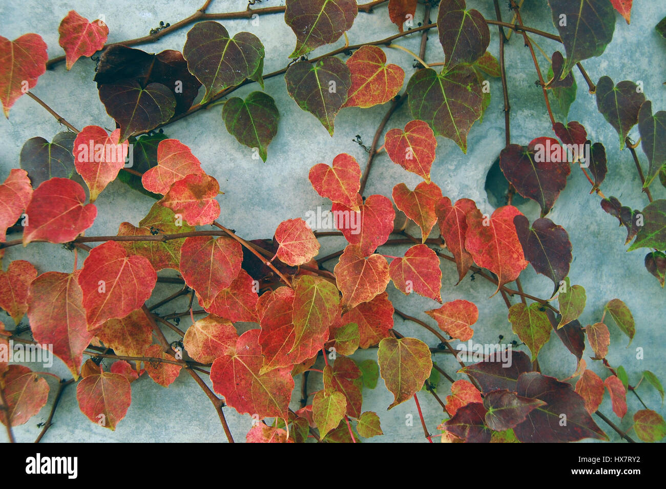 Red ivy over a concrete wall Stock Photo - Alamy