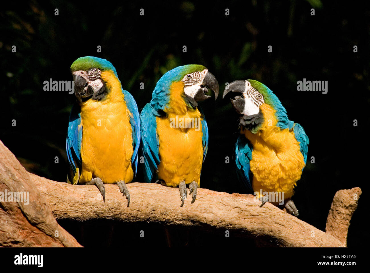 Three parrots hi-res stock photography and images - Alamy