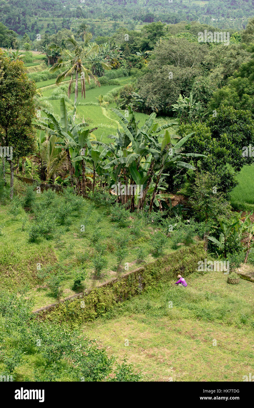 Farmer corn harvest bali hi-res stock photography and images - Alamy