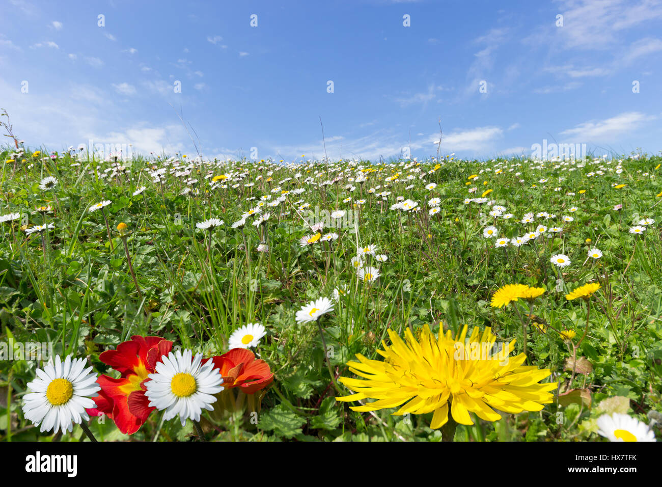 A wonderful spring day in an idyllic landscape with a flowery meadow ...