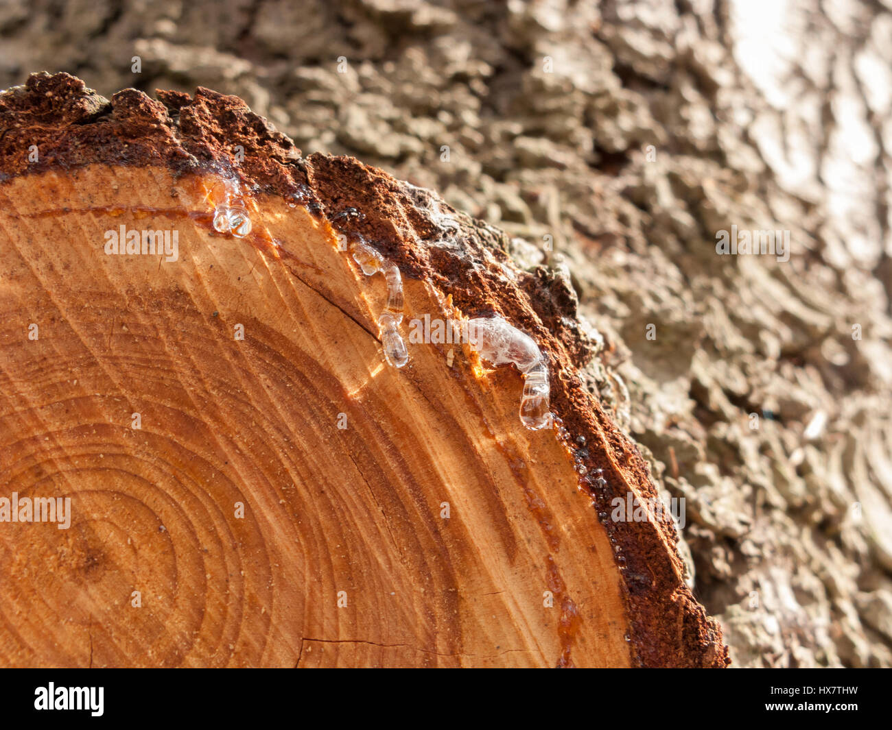 Resind drops on a recentrly cutted trunk Stock Photo - Alamy