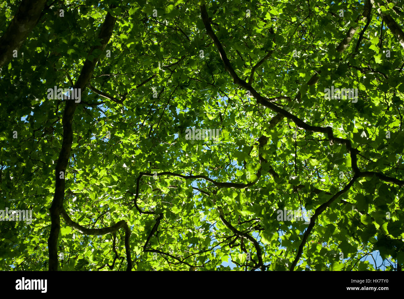 Leaves and branches of a tree from below in Green Park London Stock ...