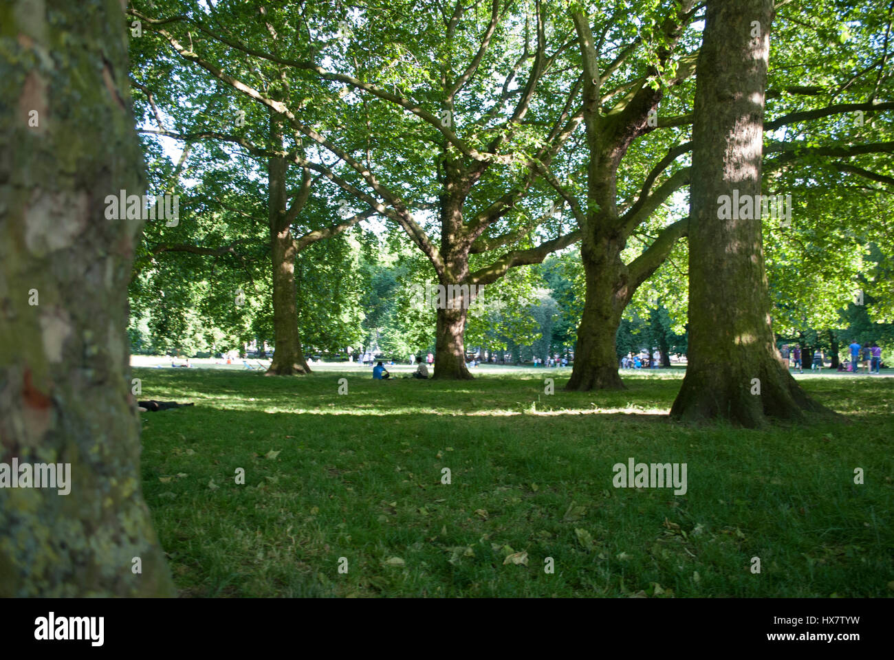 Trees in Green Park, London Stock Photo - Alamy