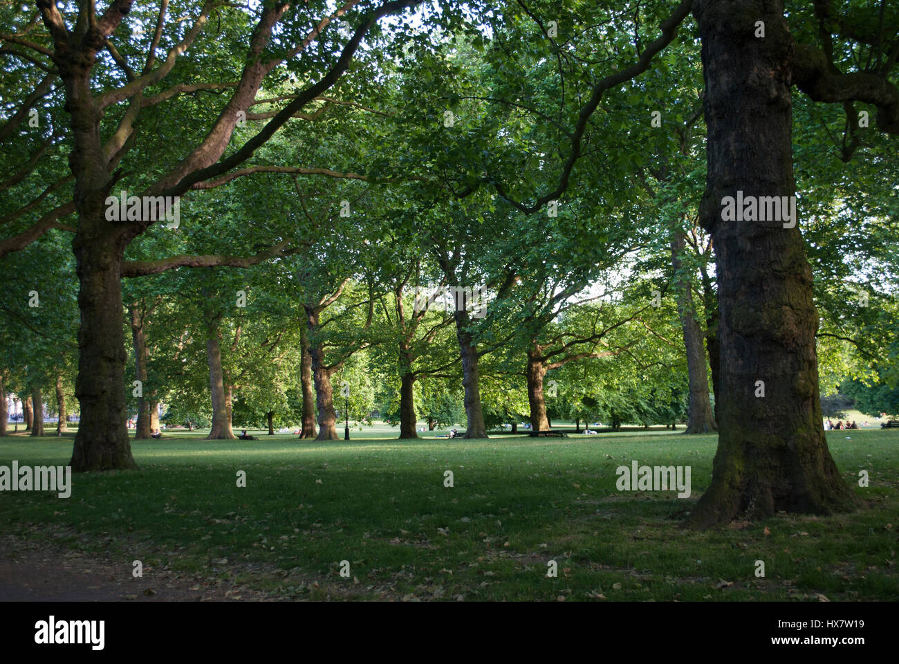 Trees in Green Park, London Stock Photo - Alamy