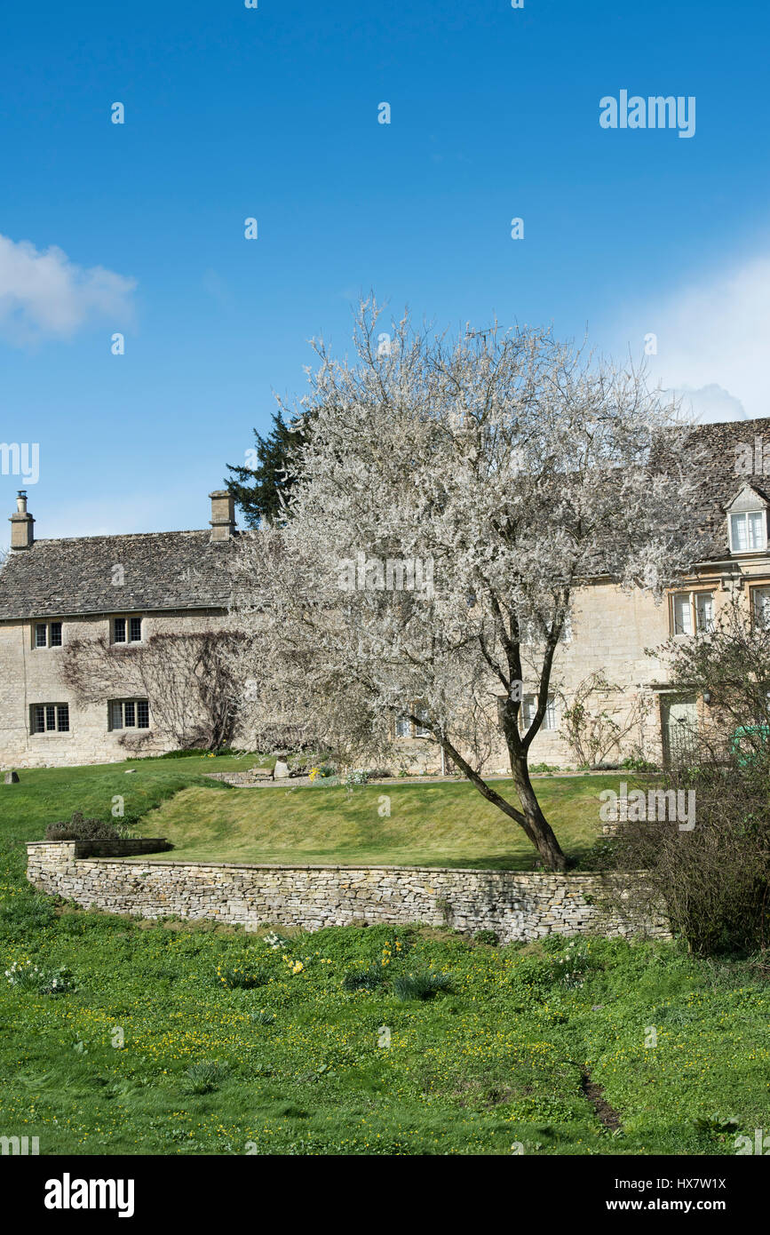 Early spring blossom in front cotswold cottages. Little Barrington ...