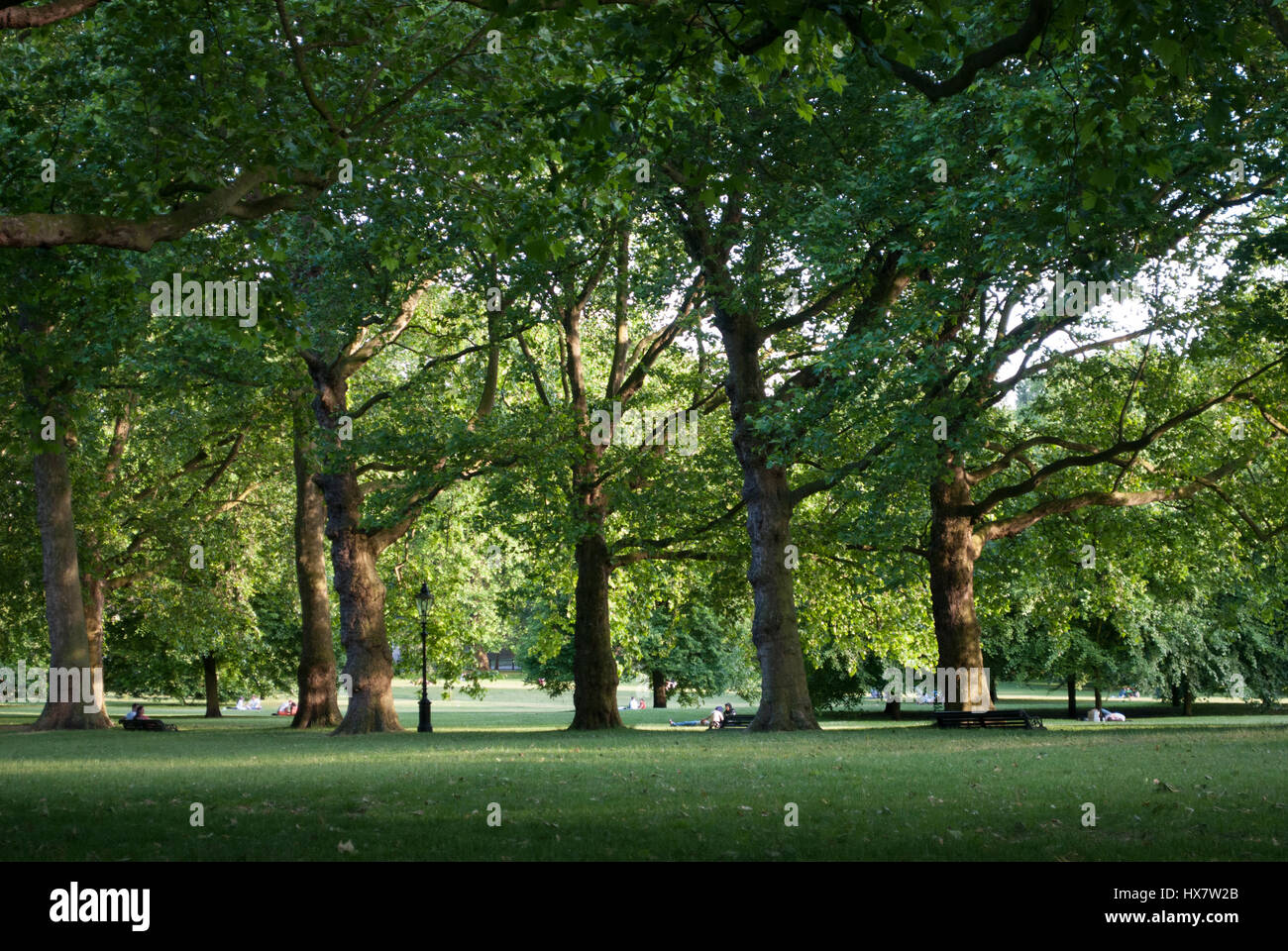 Trees in Green Park, London Stock Photo - Alamy