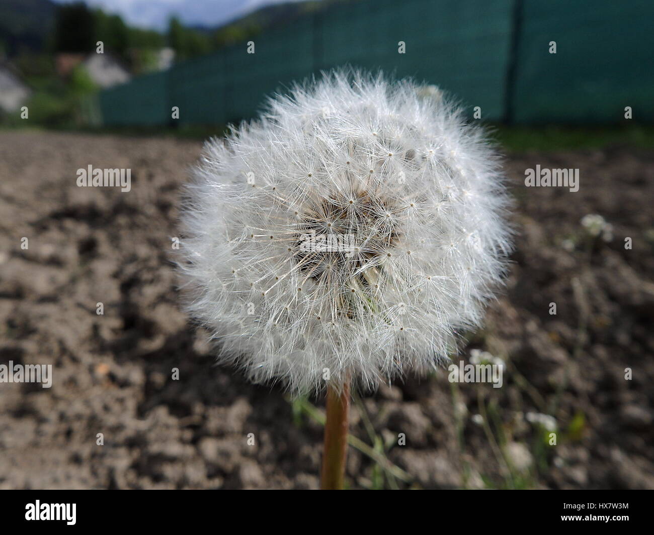 flowering dandelion, Beautiful dandelion flower Stock Photo - Alamy