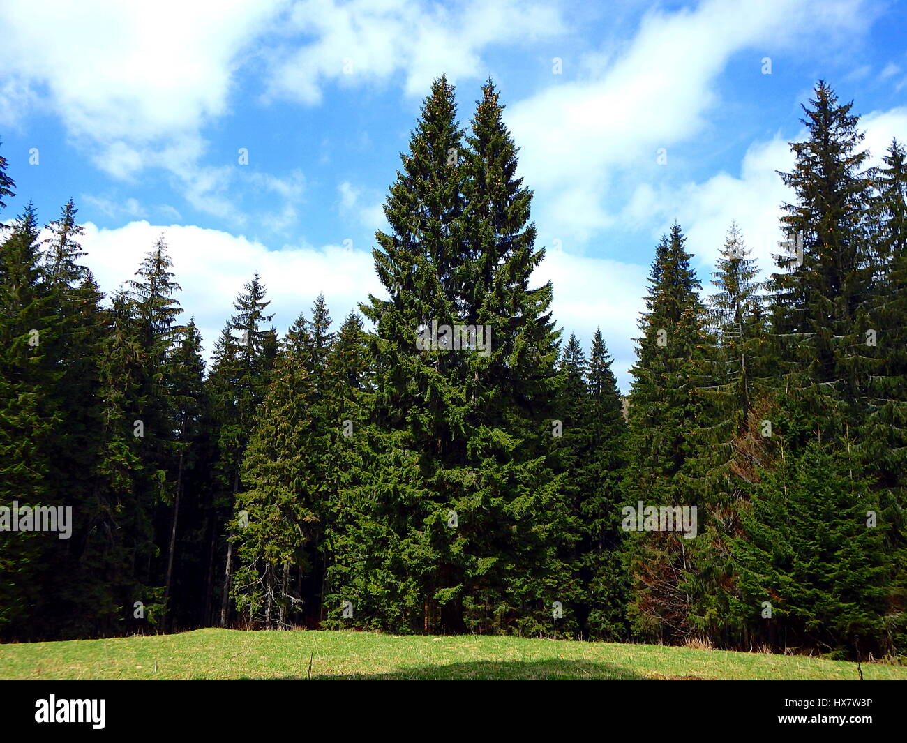 Two large green pine hi-res stock photography and images - Alamy
