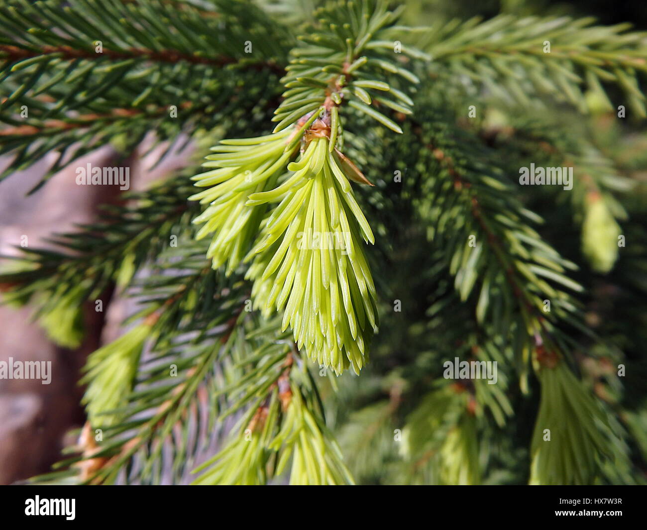 Sunlit spring conifer woodland hi-res stock photography and images - Alamy