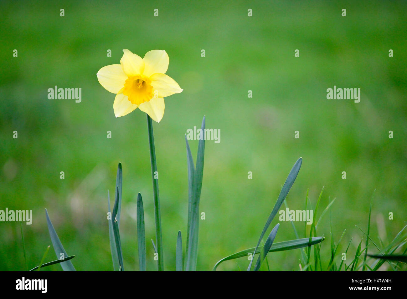 Stem of daffodil hi-res stock photography and images - Alamy