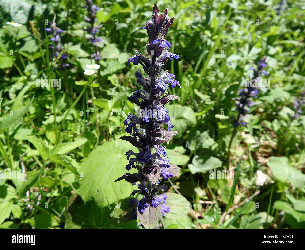 bugle - flower,(Ajuga reptans Stock Photo - Alamy