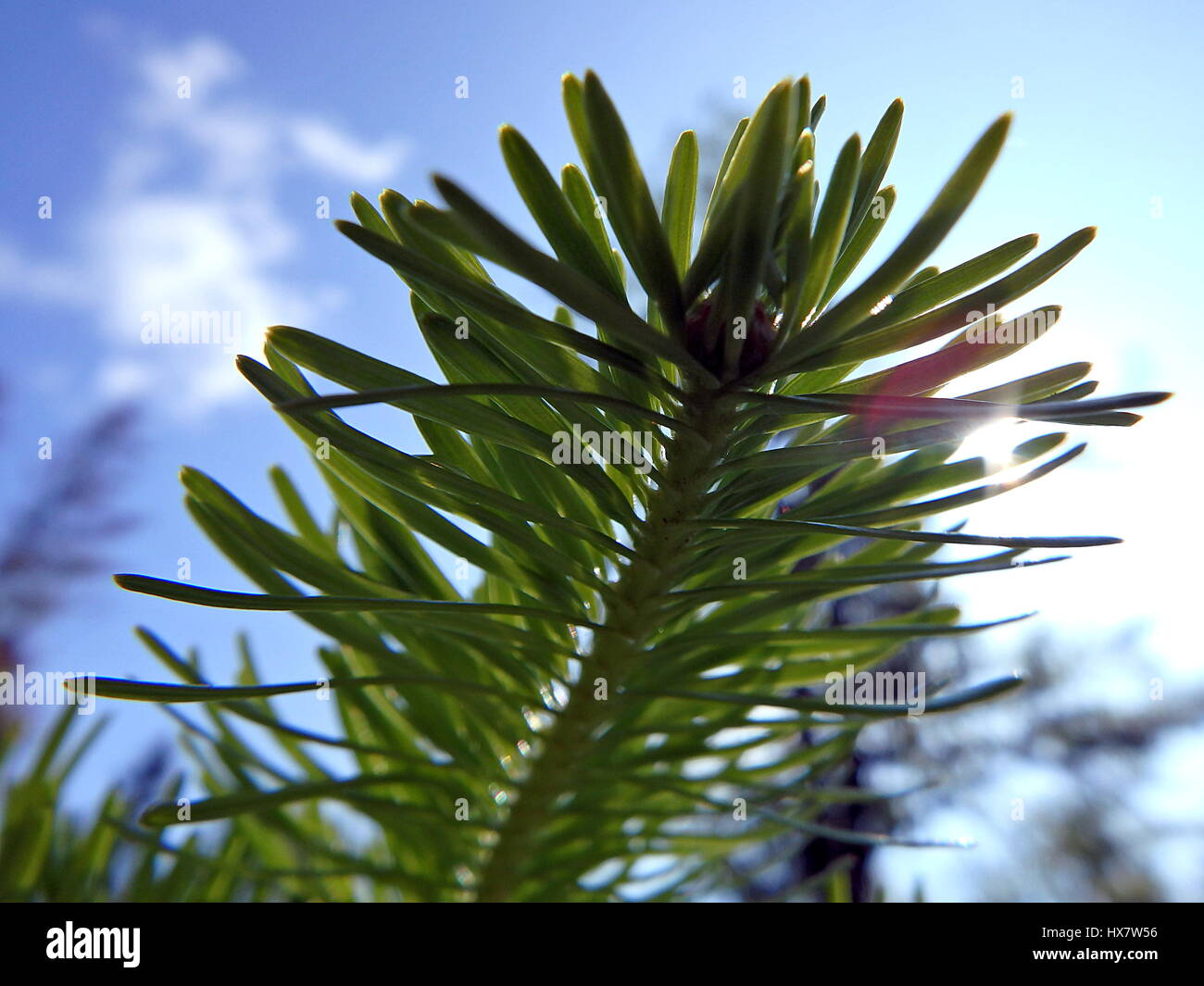 green fir twig Stock Photo - Alamy