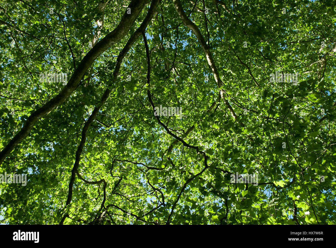 Leaves and branches of a tree from below in Green Park London Stock ...
