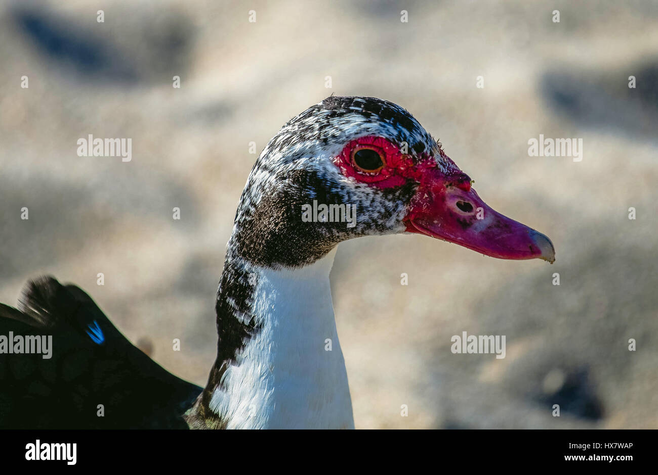 Birds of Crete Stock Photo - Alamy