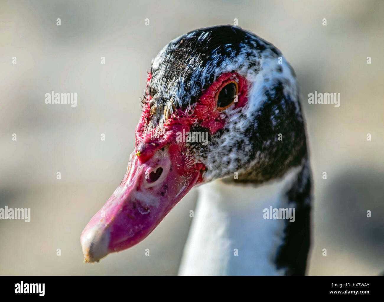 Birds of Crete Stock Photo - Alamy