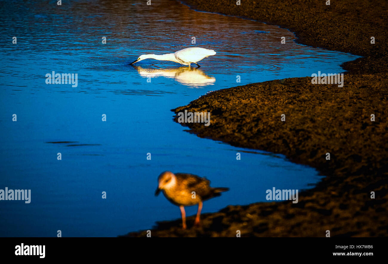 Birds of Crete Stock Photo - Alamy