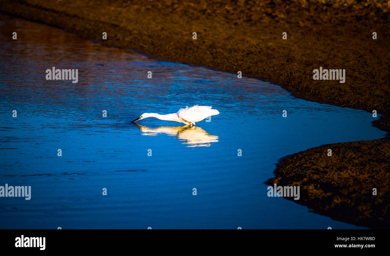 Birds of Crete Stock Photo - Alamy