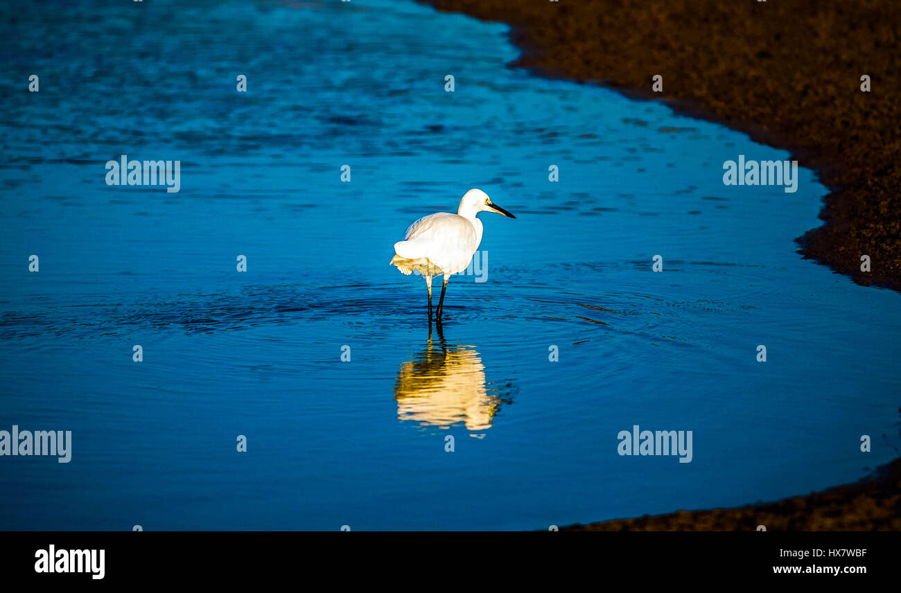 Birds of Crete Stock Photo - Alamy