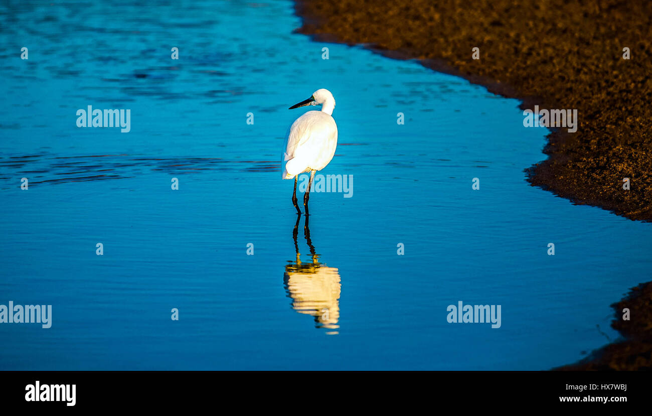 Birds of Crete Stock Photo - Alamy