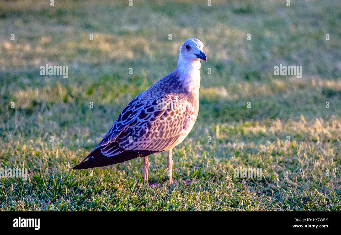 Birds of Crete Stock Photo - Alamy