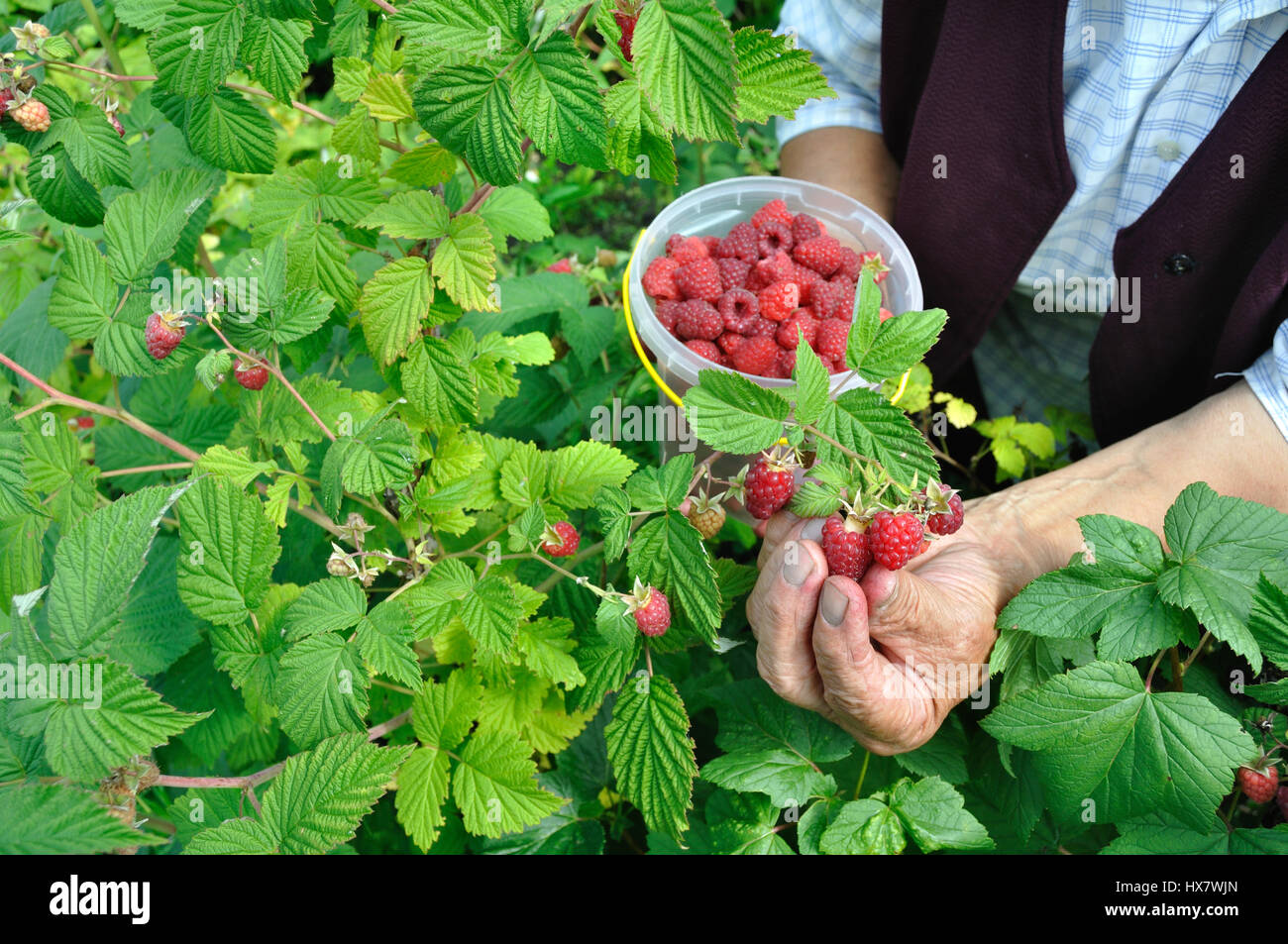 Gardening group senior hi-res stock photography and images - Alamy