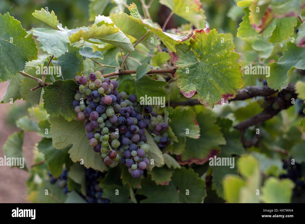bunch of grapes Stock Photo - Alamy