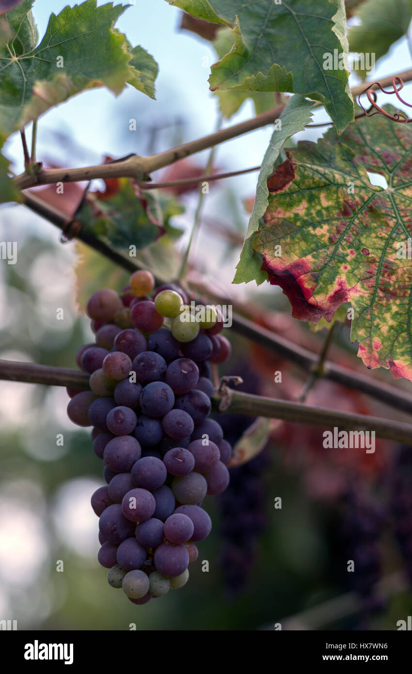 bunch of grapes Stock Photo - Alamy