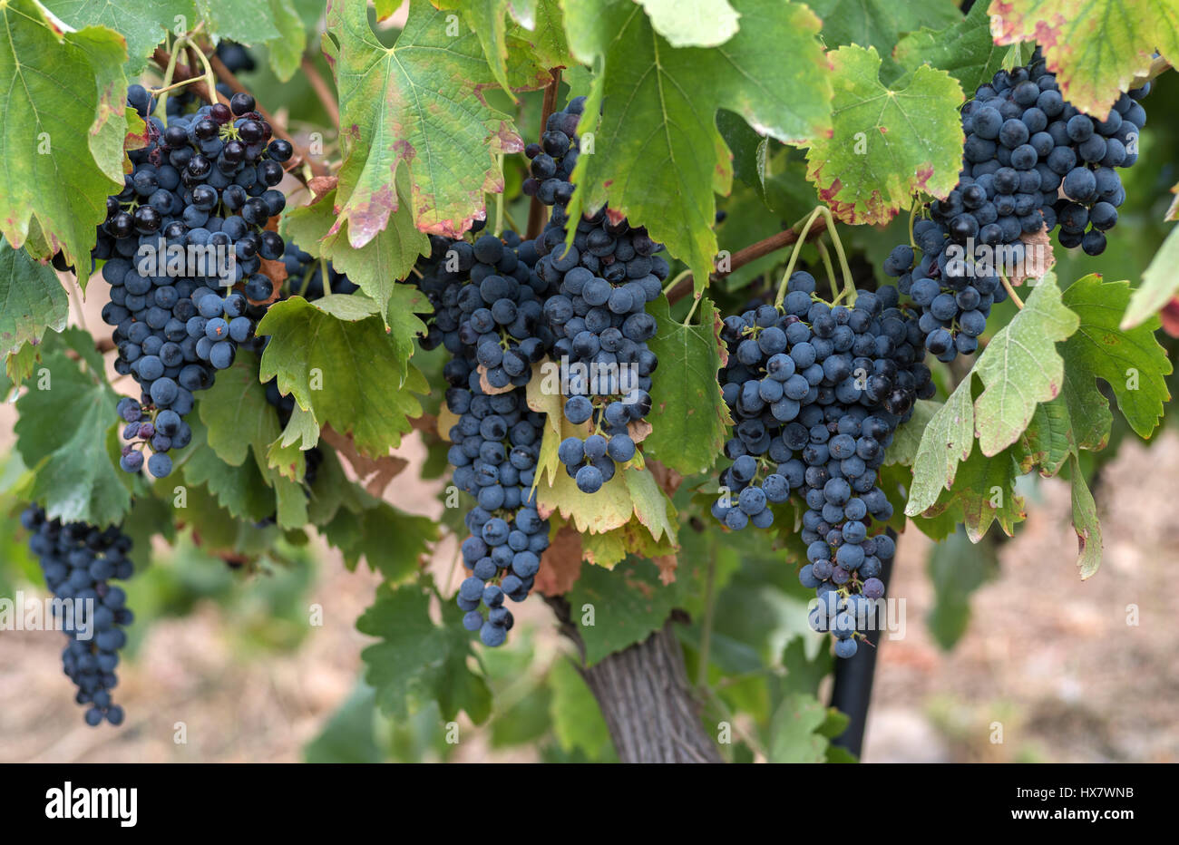 bunch of grapes Stock Photo - Alamy